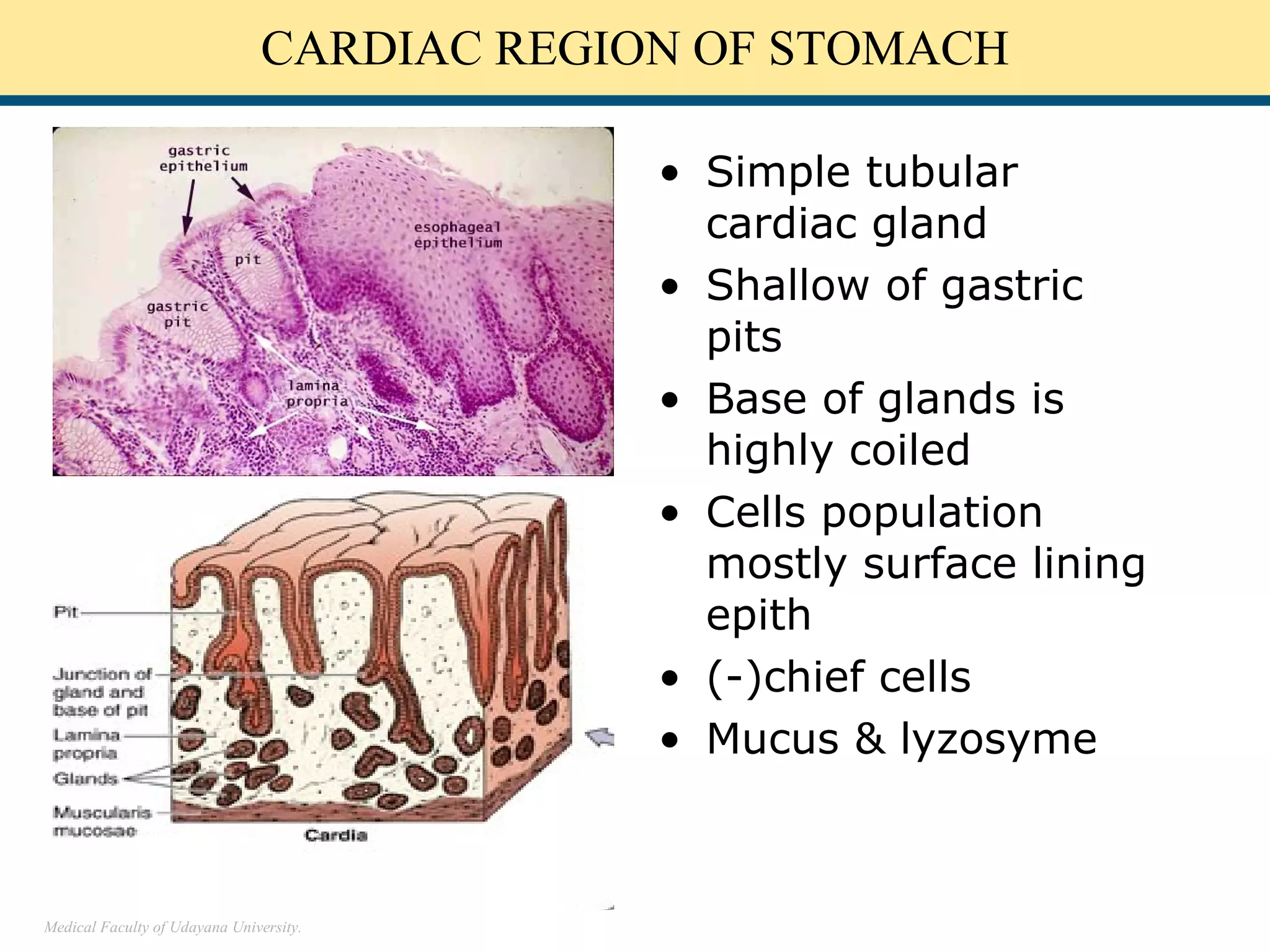 Histological structure of upper alimentary system | PPT