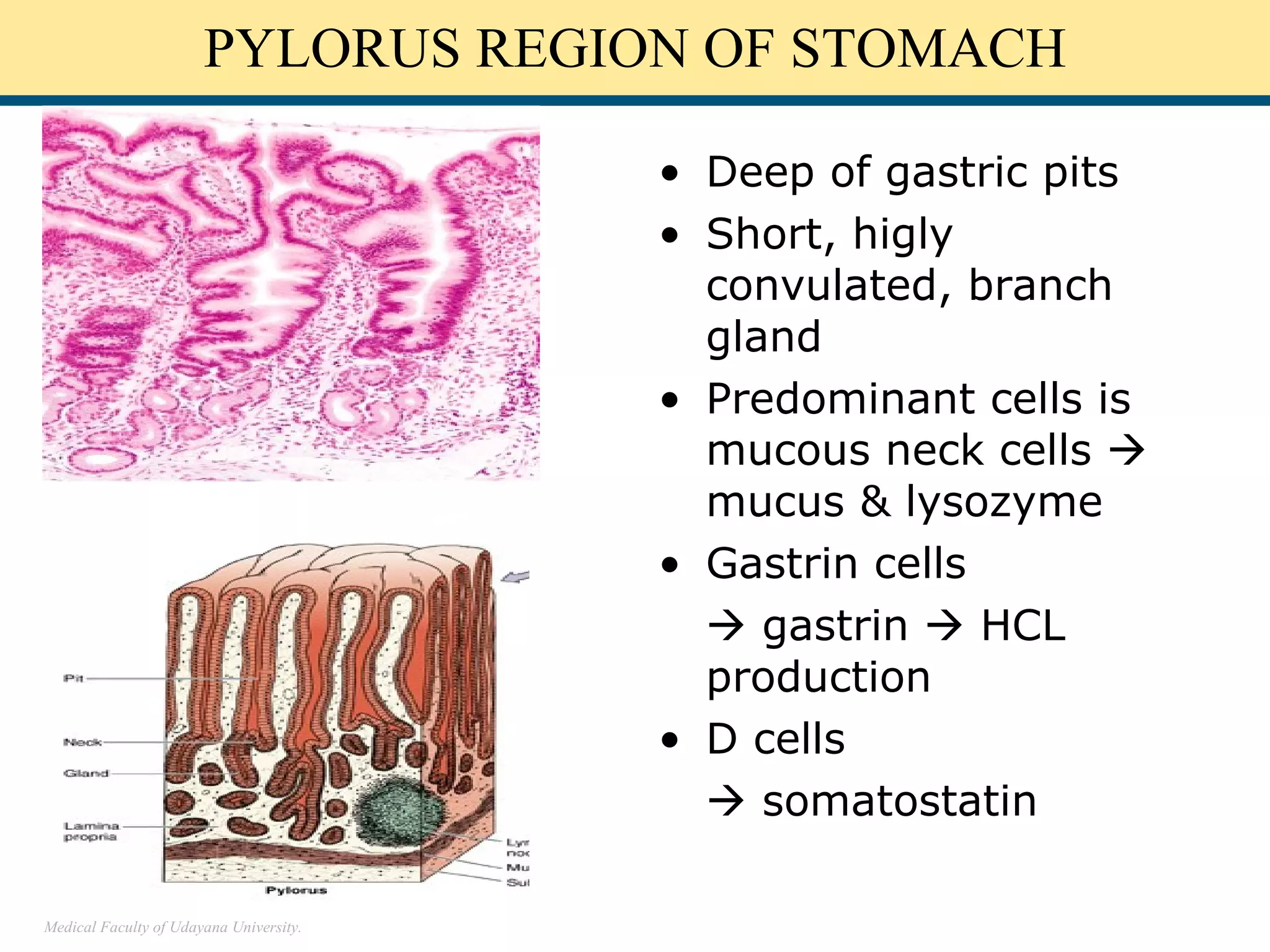 Histological structure of upper alimentary system | PPT