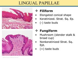 Histological structure of upper alimentary system | PPT | Dental Health ...