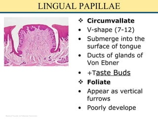 Histological structure of upper alimentary system | PPT | Dental Health ...