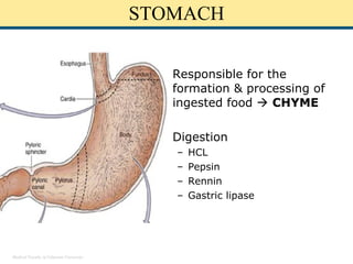 Histological structure of upper alimentary system | PPT