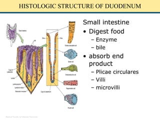 Histological structure of upper alimentary system | PPT