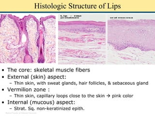 Histological structure of upper alimentary system | PPT