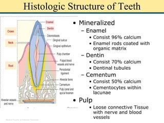 Histological structure of upper alimentary system | PPT | Dental Health ...