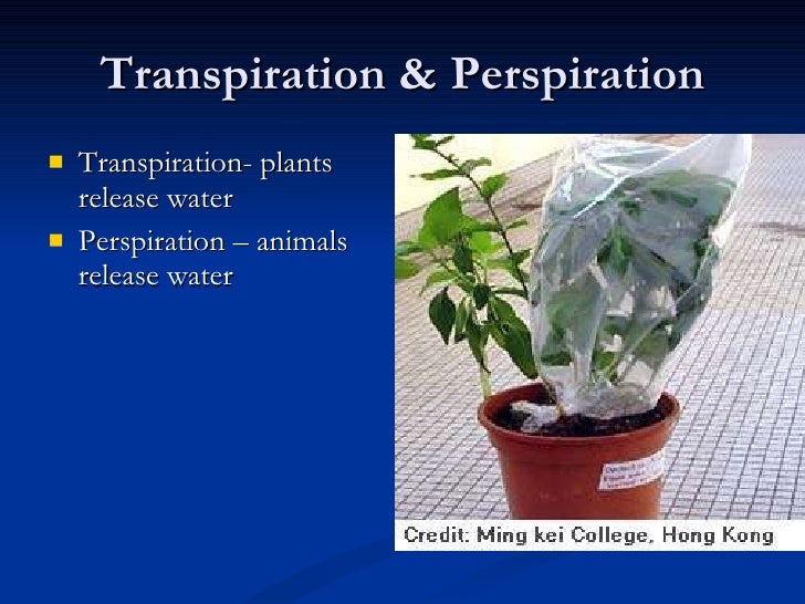 Transpiration In Plants Animation