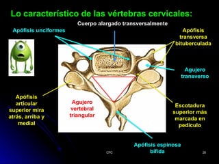 CFC - COLUMNA VERTEBRAL - ANATOMIA HUMANA.pptx