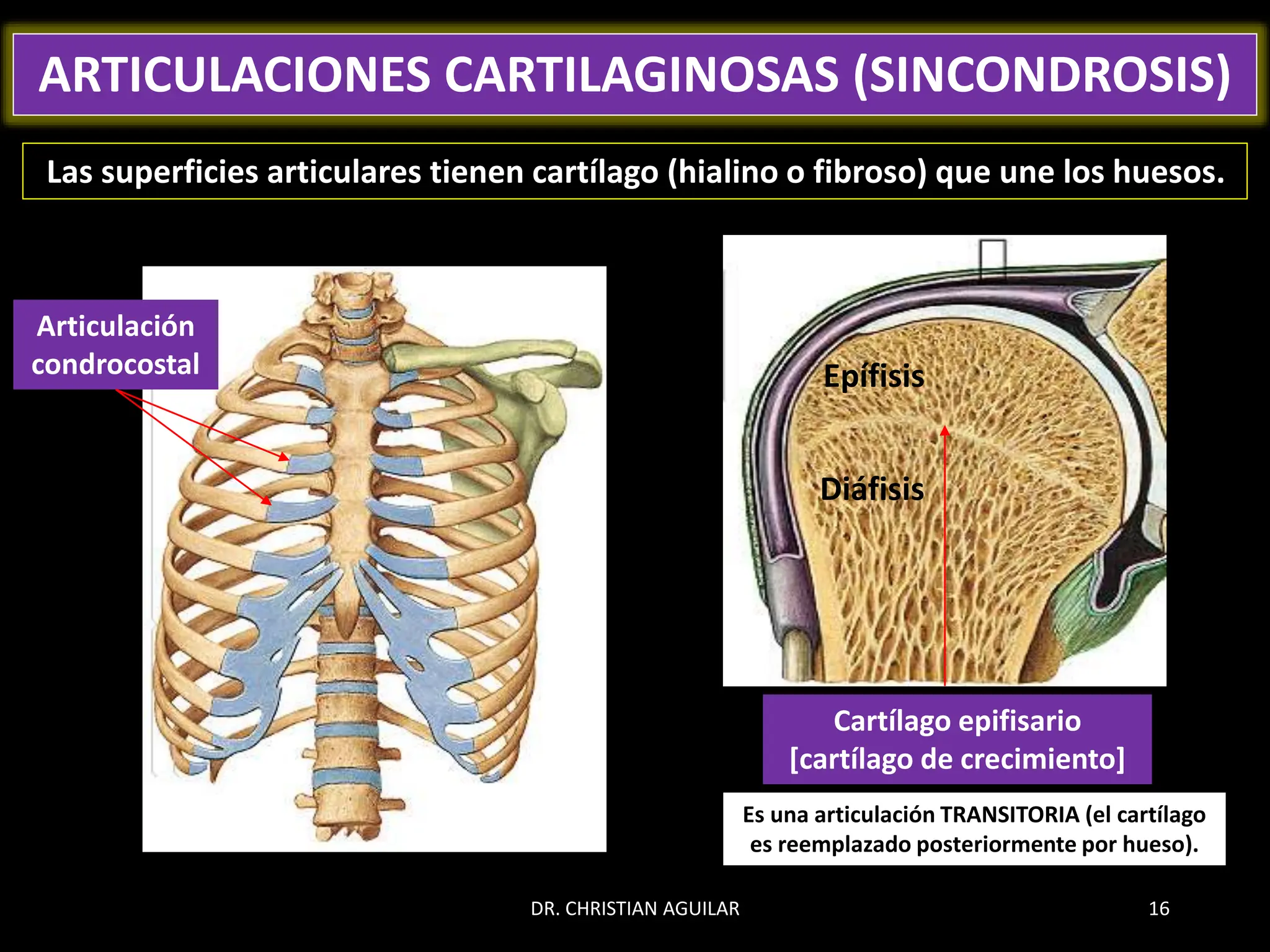 GENERALIDADES ARTICULAÇÕES ANATOMICAS MEDICA | PPTX