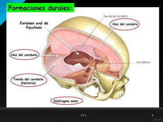 CFC - MENINGES-1_022132.pptxnsnsn anatomía | PPTX