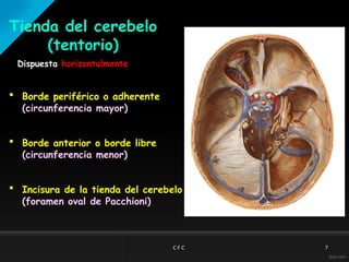 CFC - MENINGES-1_022132.pptxnsnsn anatomía | PPTX