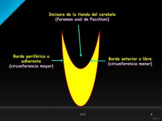 CFC - MENINGES-1_022132.pptxnsnsn anatomía | PPTX