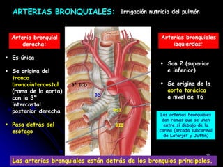 CFC - PULMONES 21.pptx anatomía medica.. | PPTX