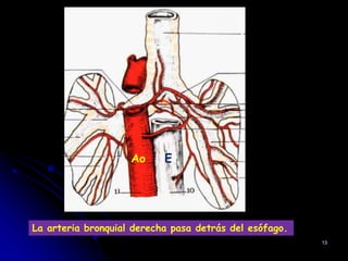 CFC - PULMONES 21.pptx anatomía medica.. | PPTX