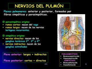 CFC - PULMONES 21.pptx anatomía medica.. | PPTX