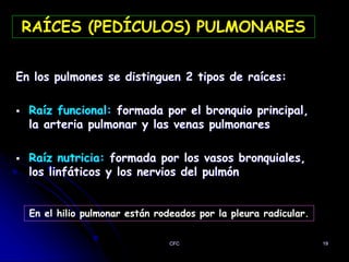 CFC - PULMONES 21.pptx anatomía medica.. | PPTX