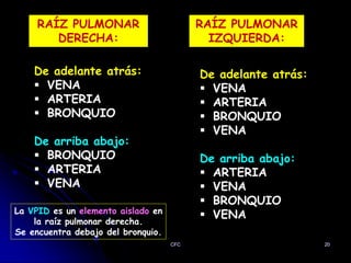 CFC - PULMONES 21.pptx anatomía medica.. | PPTX