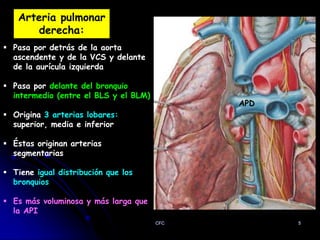 CFC - PULMONES 21.pptx anatomía medica.. | PPTX