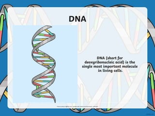 Facts about DNA | PPTX