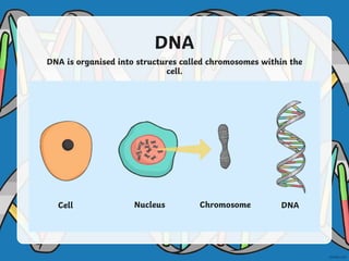 Facts about DNA | PPTX