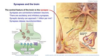 CFERV 2019 Traynelis | PPT