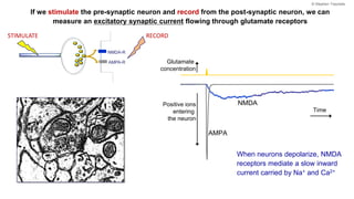 CFERV 2019 Traynelis | PPT