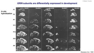 CFERV 2019 Traynelis | PPT