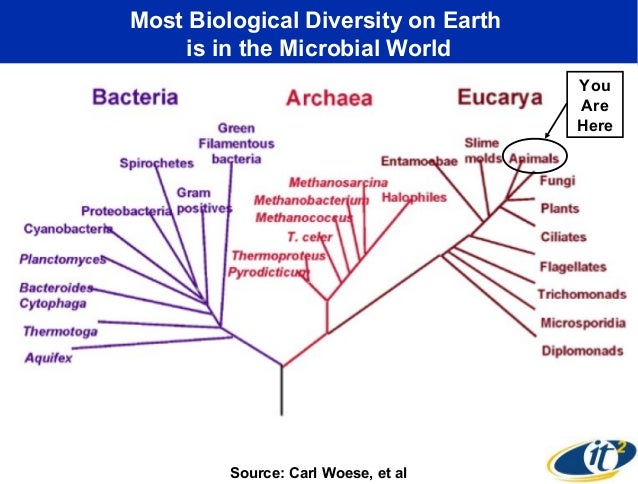 Living in a Microbial World