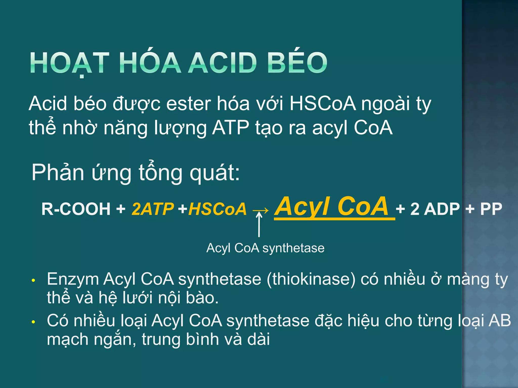Chuyển hóa lipid | PDF