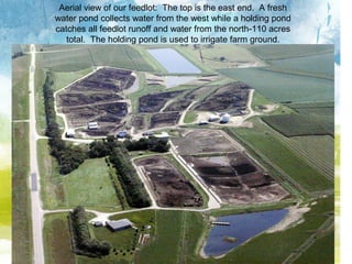 Care for Cattle in a Feedlot | PPT