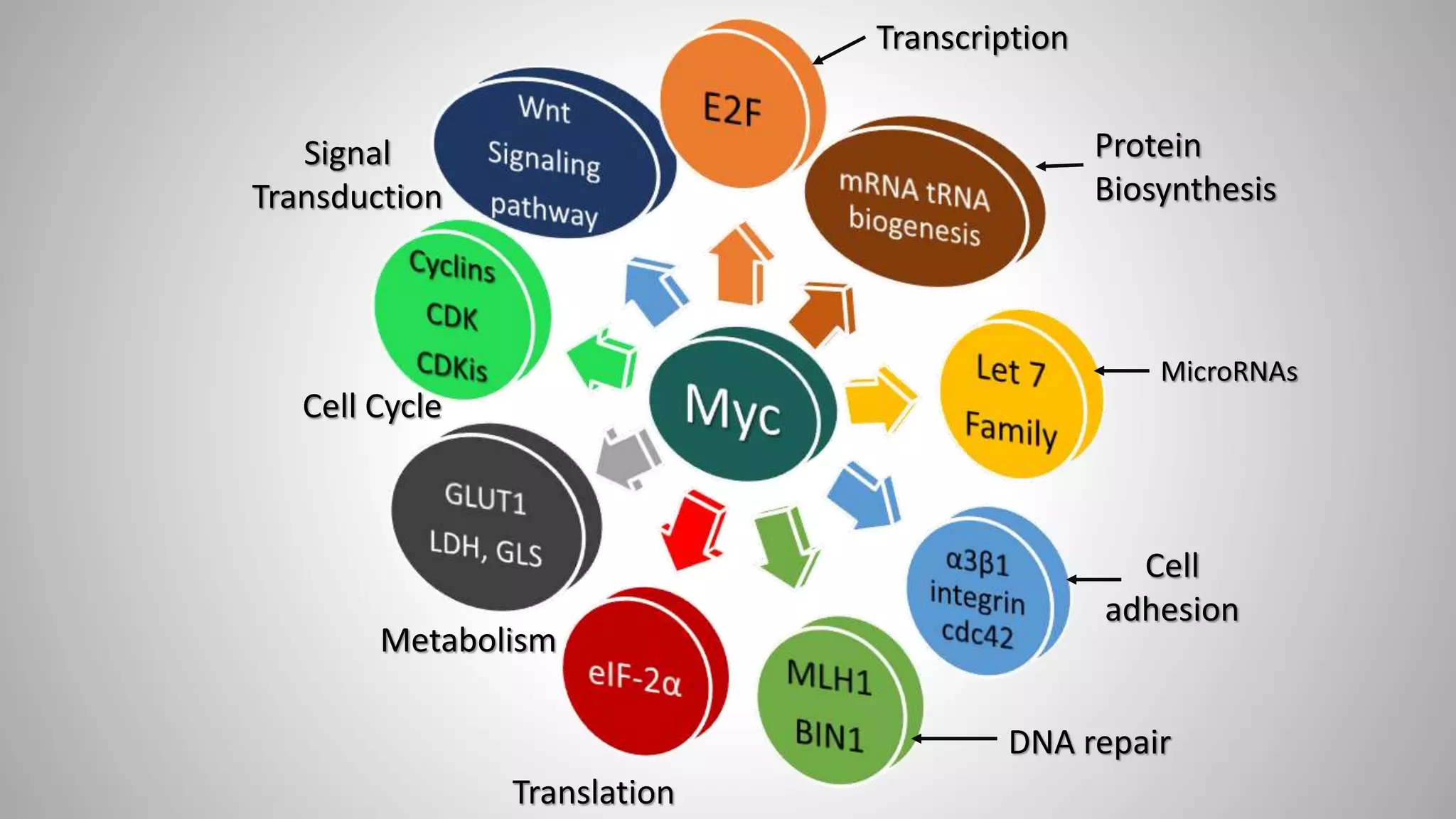 Oncogene and Proto-oncogene | PPTX