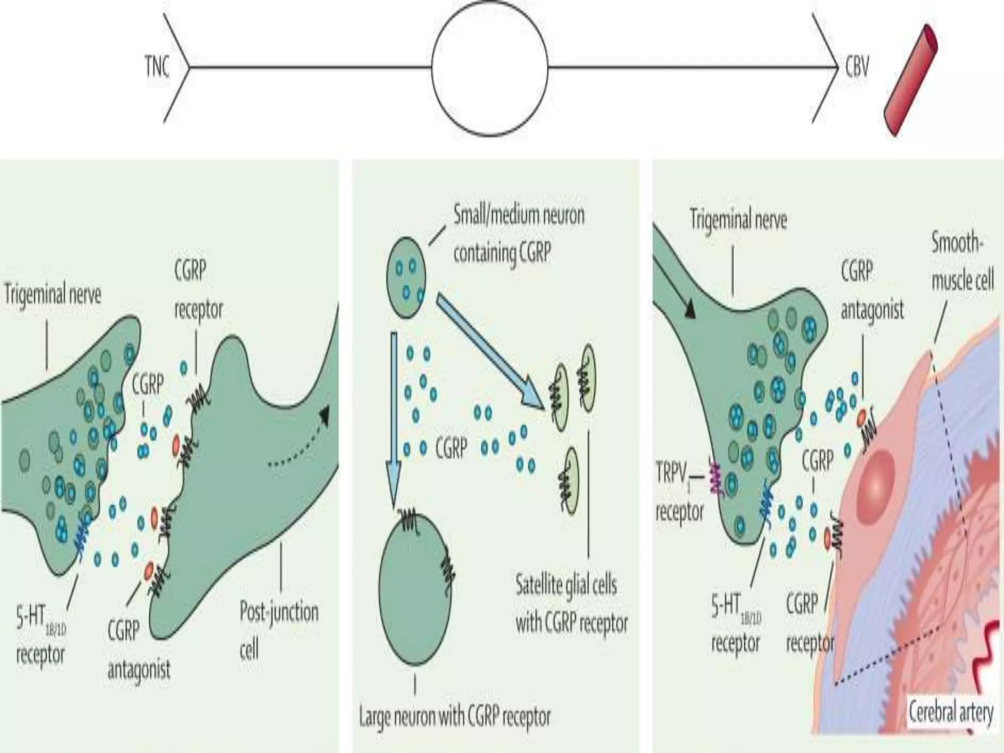 Cgrp calcitonin gene related peptide | PPTX