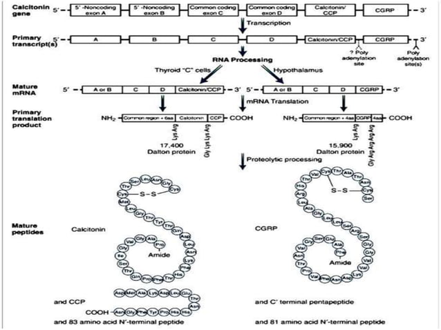 Cgrp calcitonin gene related peptide | PPTX