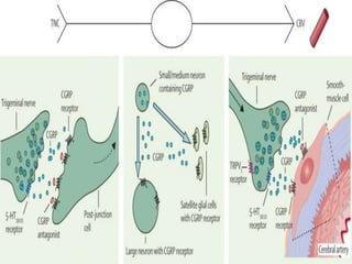 Cgrp calcitonin gene related peptide | PPTX
