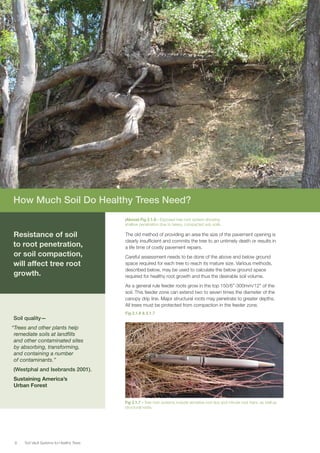 Soil Vault Systems for Healthy Trees in Cities | PDF