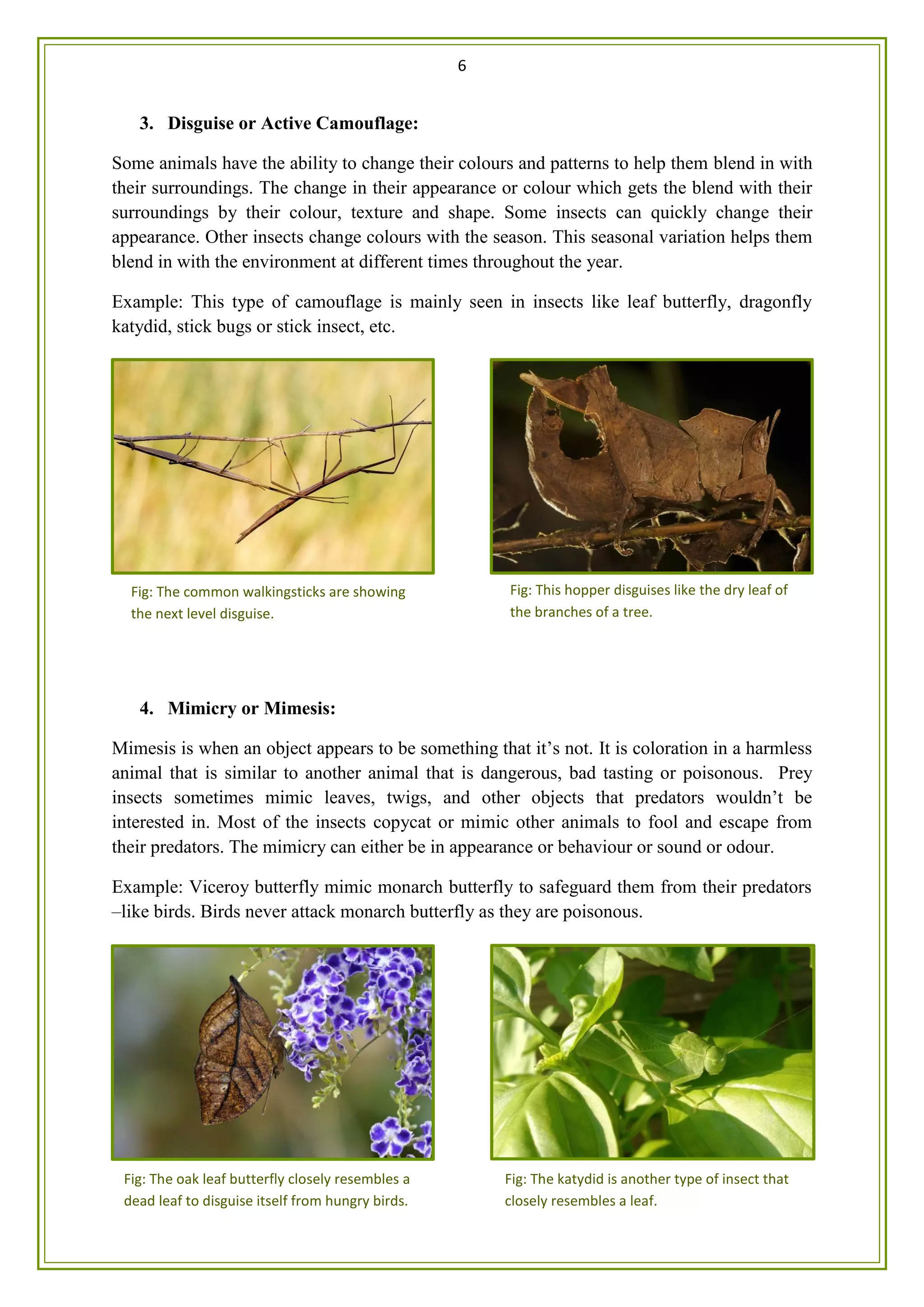 Camouflage in Insects (Article Format) | PDF