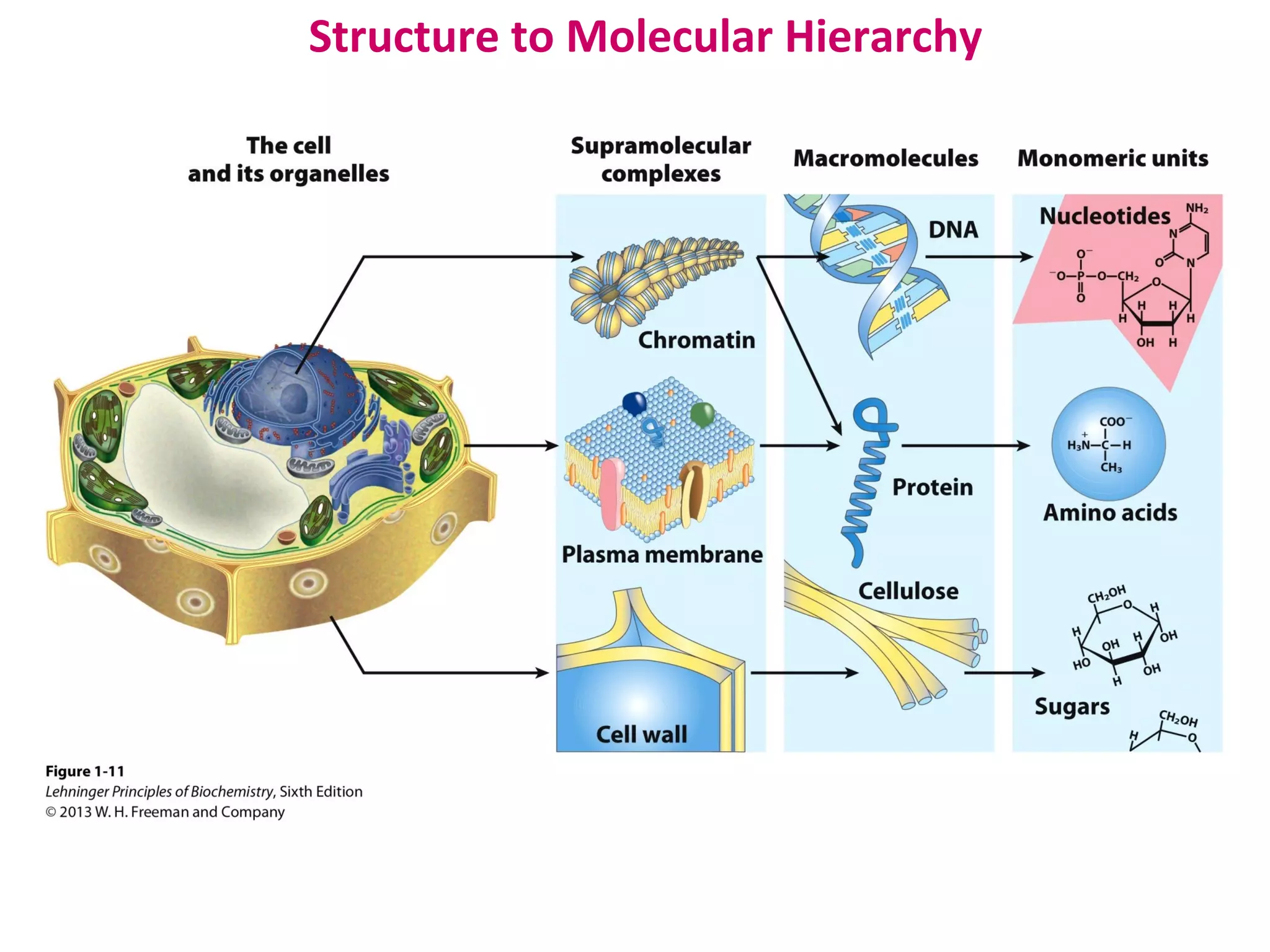 lehninger(sixth edition) Ch 01: The foundations of biochemistry | PPT