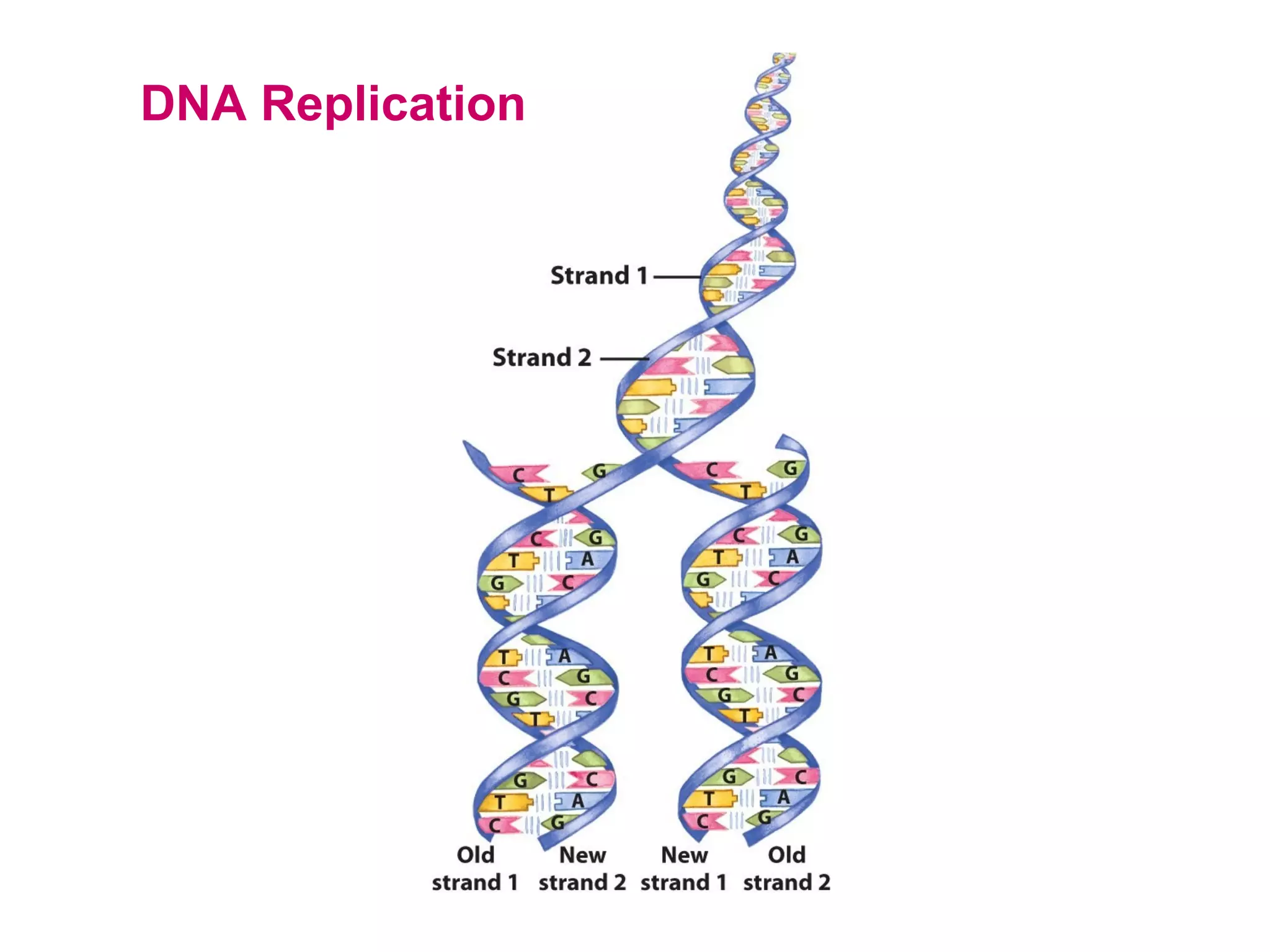 lehninger(sixth edition) Ch 01: The foundations of biochemistry | PPT