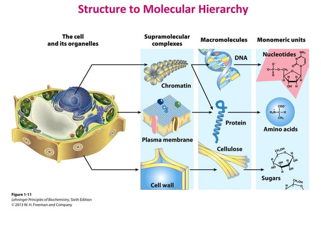 lehninger(sixth edition) Ch 01: The foundations of biochemistry | PPT ...
