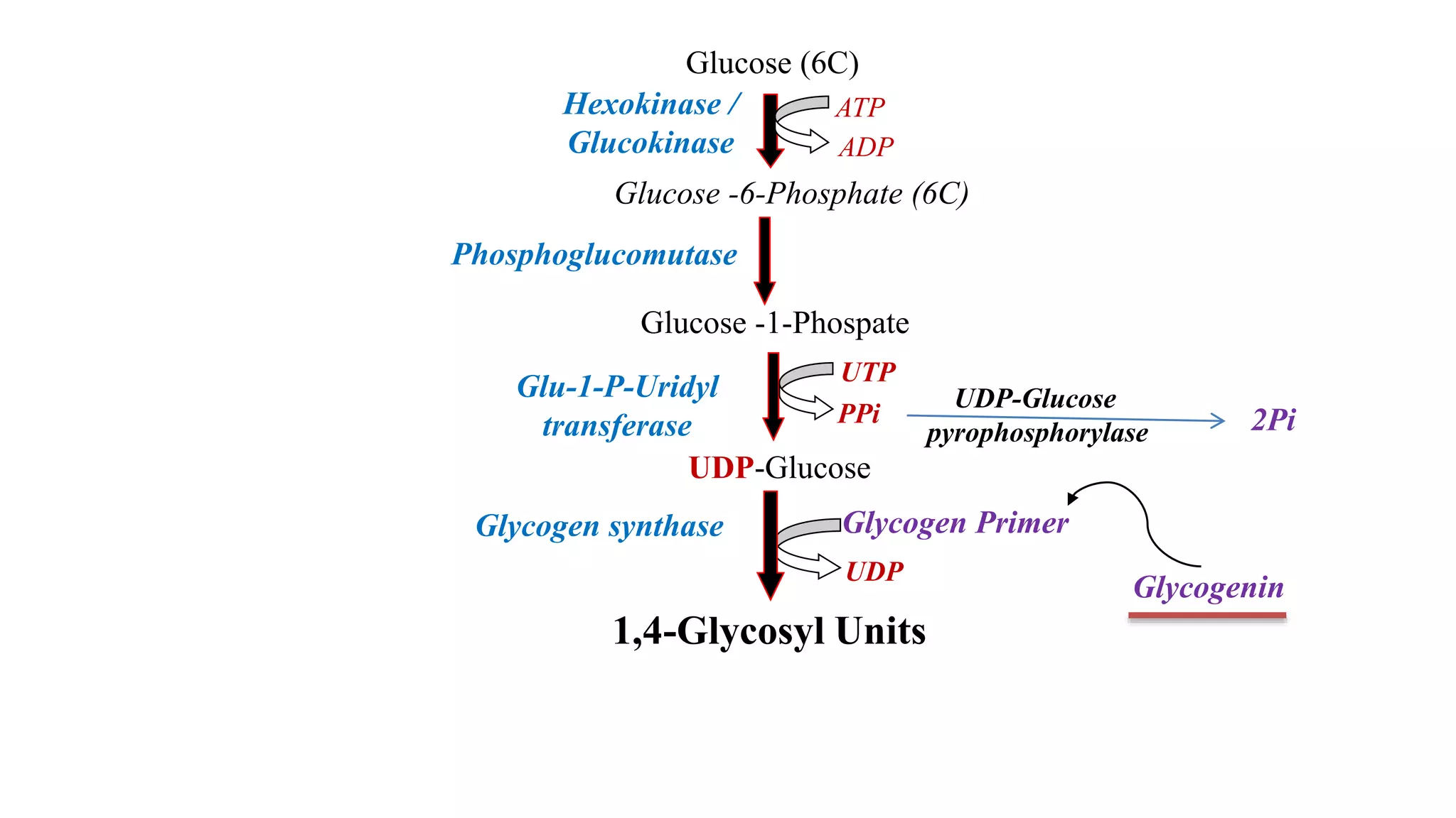 CH-03. Glycogen metabolism.pptx