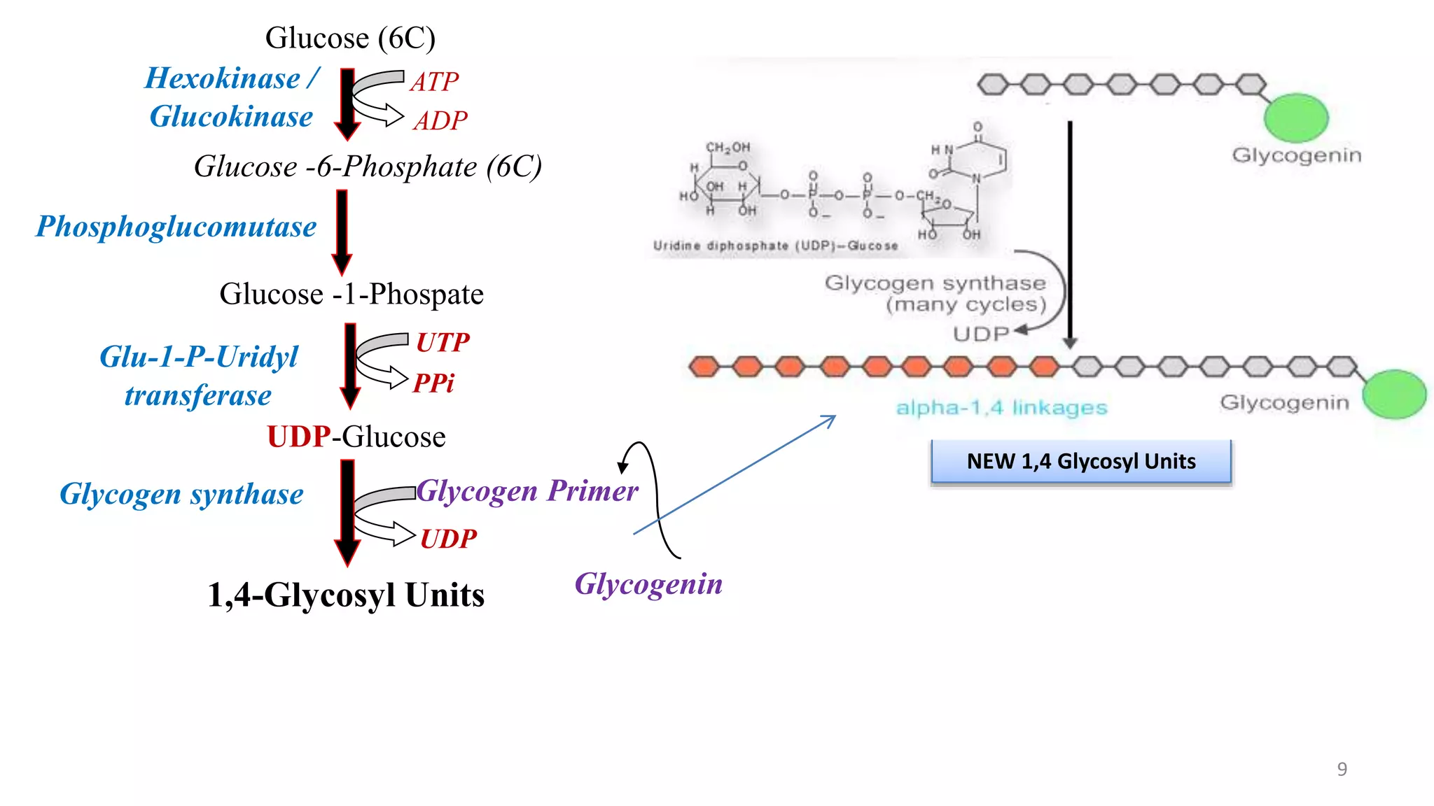 CH-03. Glycogen metabolism.pptx