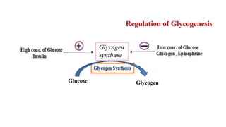 CH-03. Glycogen metabolism.pptx