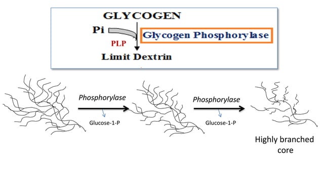 CH-03. Glycogen metabolism.pptx