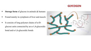 CH-03. Glycogen metabolism.pptx