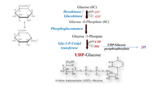 CH-03. Glycogen metabolism.pptx