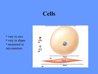 Ch. 03 Cell | PPT