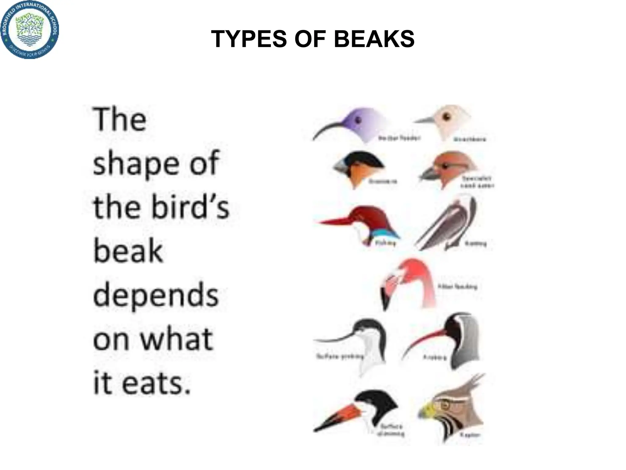 Beaks and claws types of claws preening migration | PPTX