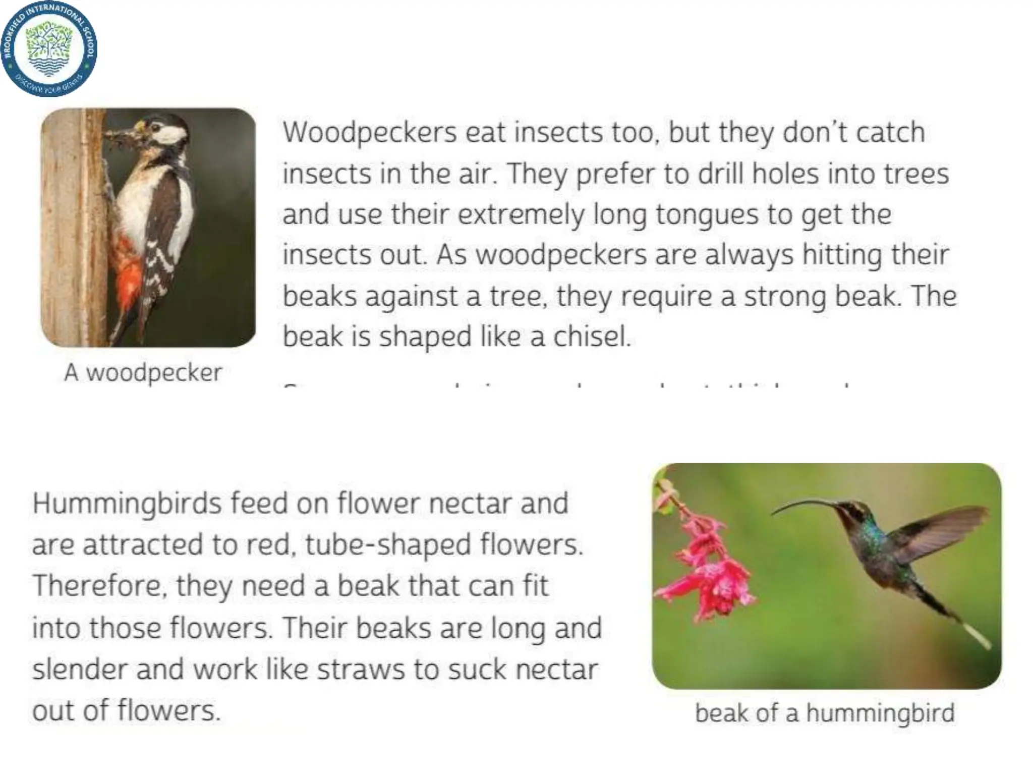 Beaks and claws types of claws preening migration | PPTX