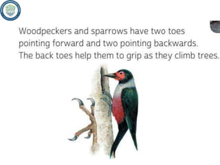 Beaks and claws types of claws preening migration | PPTX