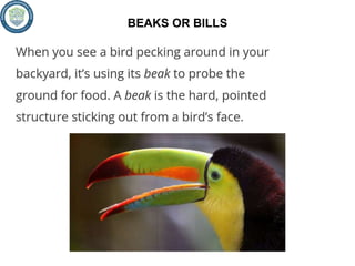 Beaks and claws types of claws preening migration | PPTX