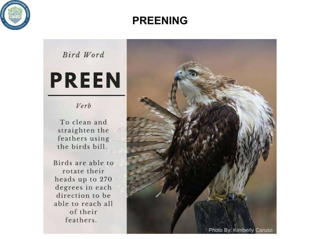 Beaks and claws types of claws preening migration | PPTX