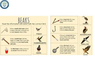 Beaks and claws types of claws preening migration | PPTX